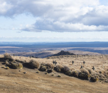 NZDF - New Zealand Defence Force