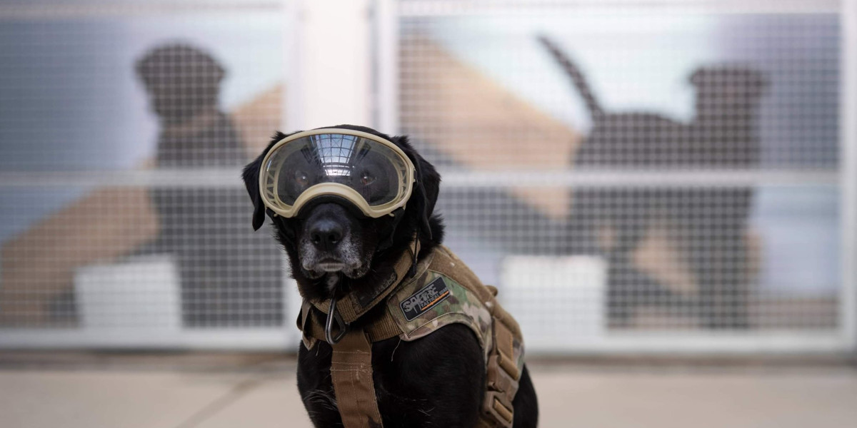 Defence Force dogs with a passion for success - New Zealand Defence Force
